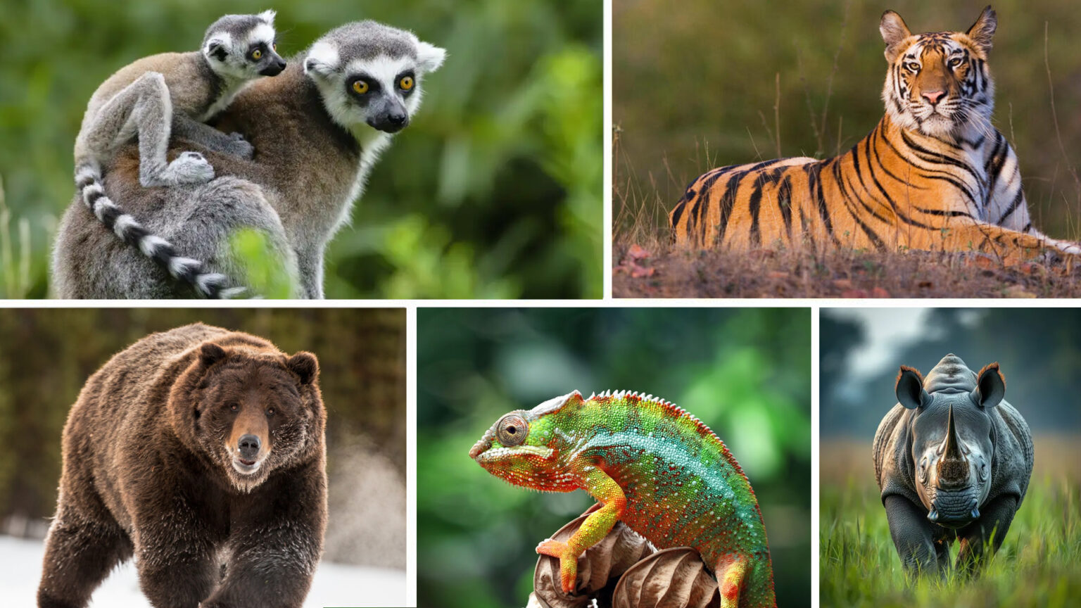 Animals That Are Illegal to Keep as Pets in India