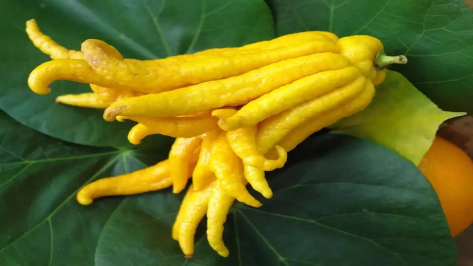 List Of Exotic Fruits In India That Have Amazing Health Benefits
