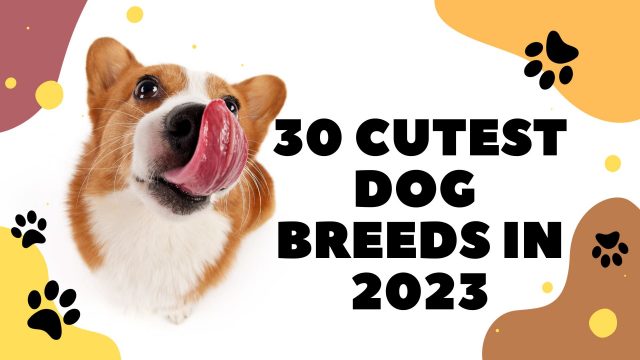 30 Cutest Dog Breeds 2023 You'll Want to Snuggle With Always
