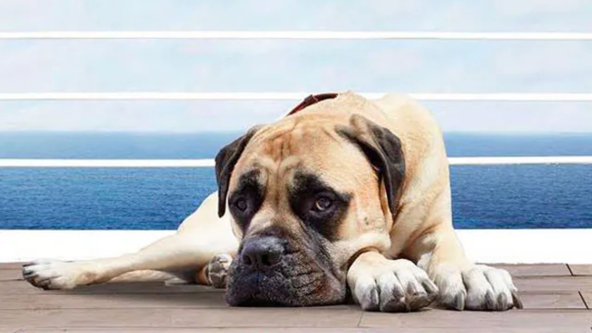 Were You Aware Of These 10 Dog Breeds That Have Been Used In Bollywood ...