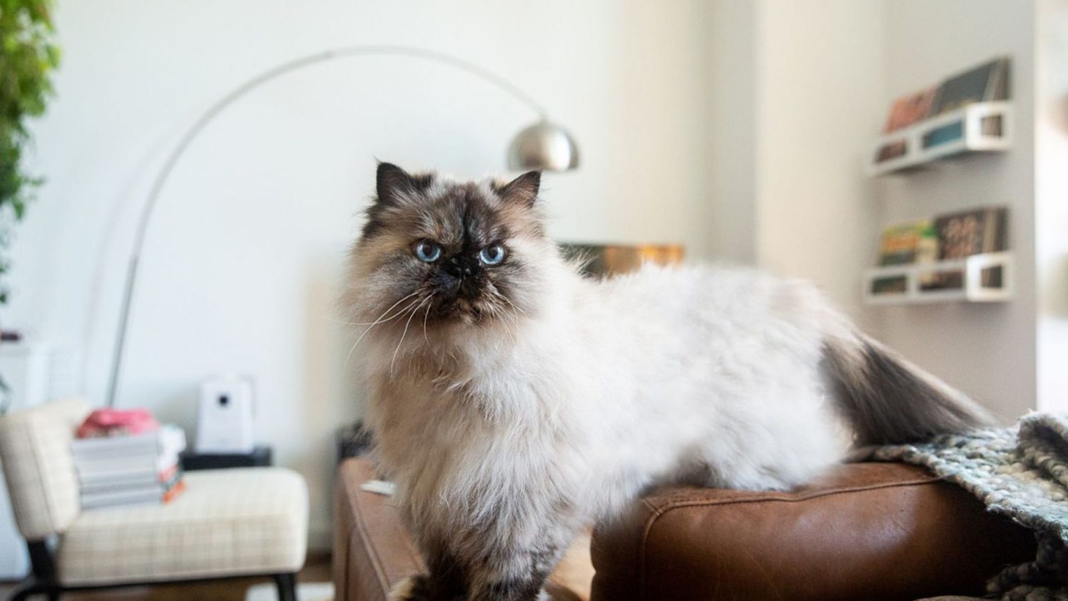 15 Types of Cat Breeds in India: Explore the Fascinating World Of ...