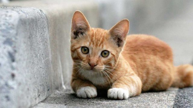 15 Types of Cat Breeds in India: Explore the Fascinating World Of ...