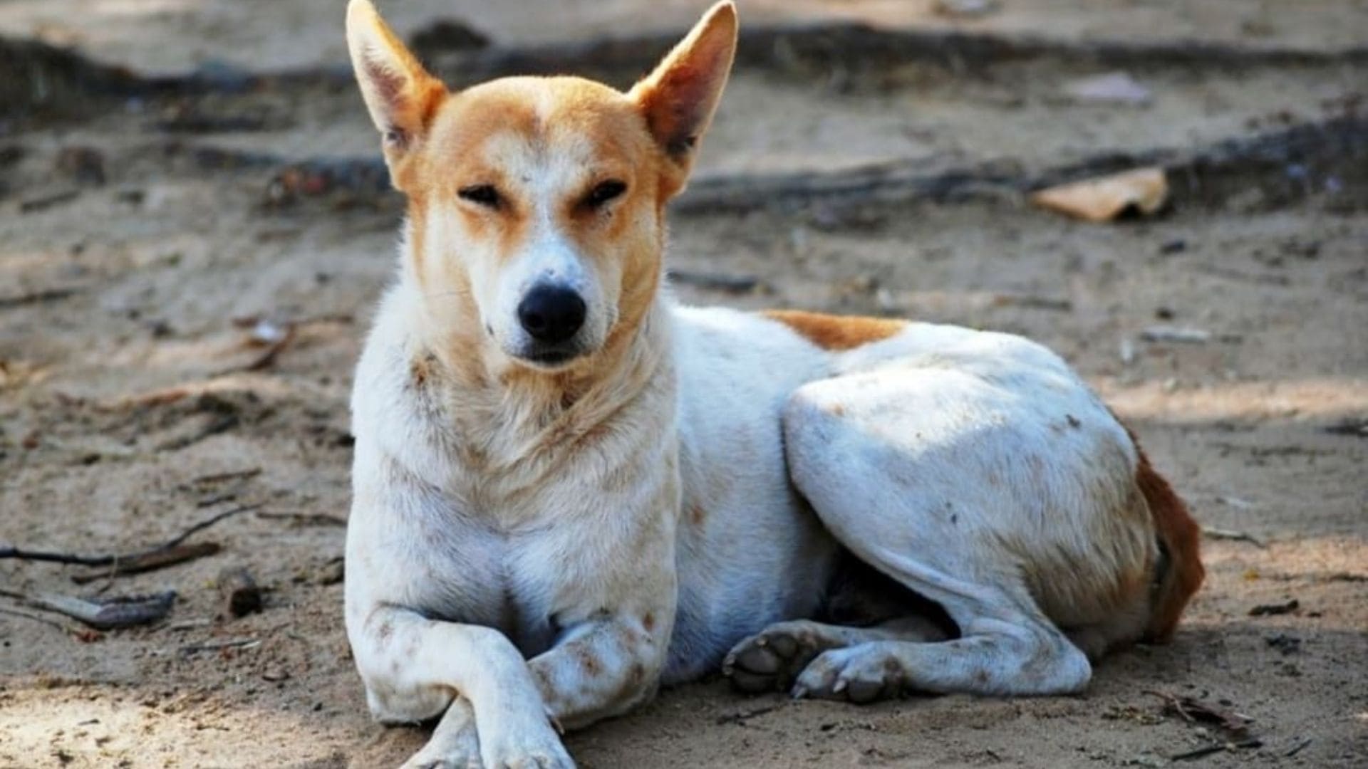 Breeds Of Dogs In India at Randy Aguiar blog