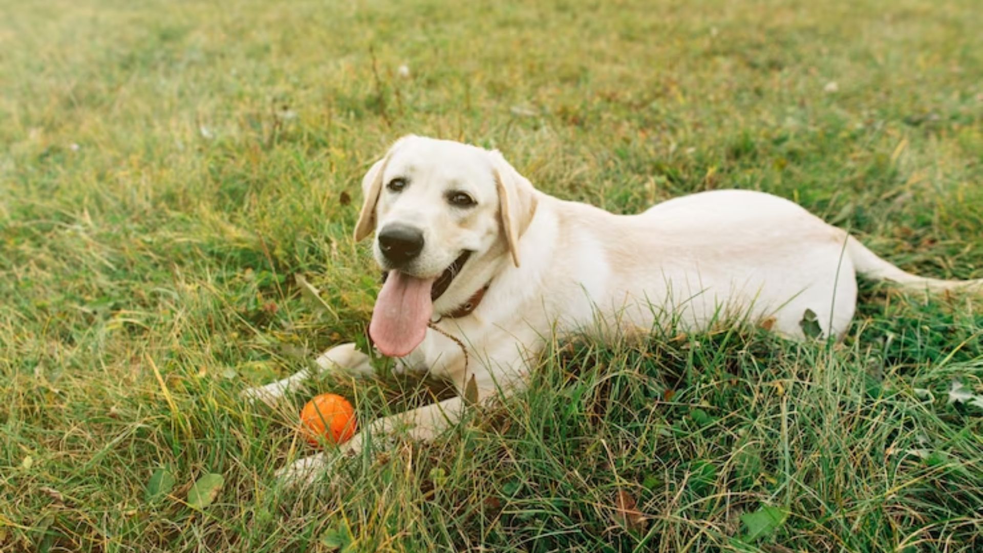 30 Cutest Dog Breeds 2023 You'll Want to Snuggle With Always