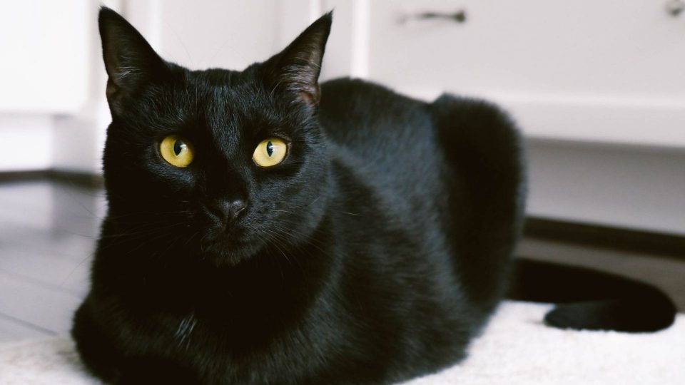 15 Types of Cat Breeds in India: Explore the Fascinating World Of ...