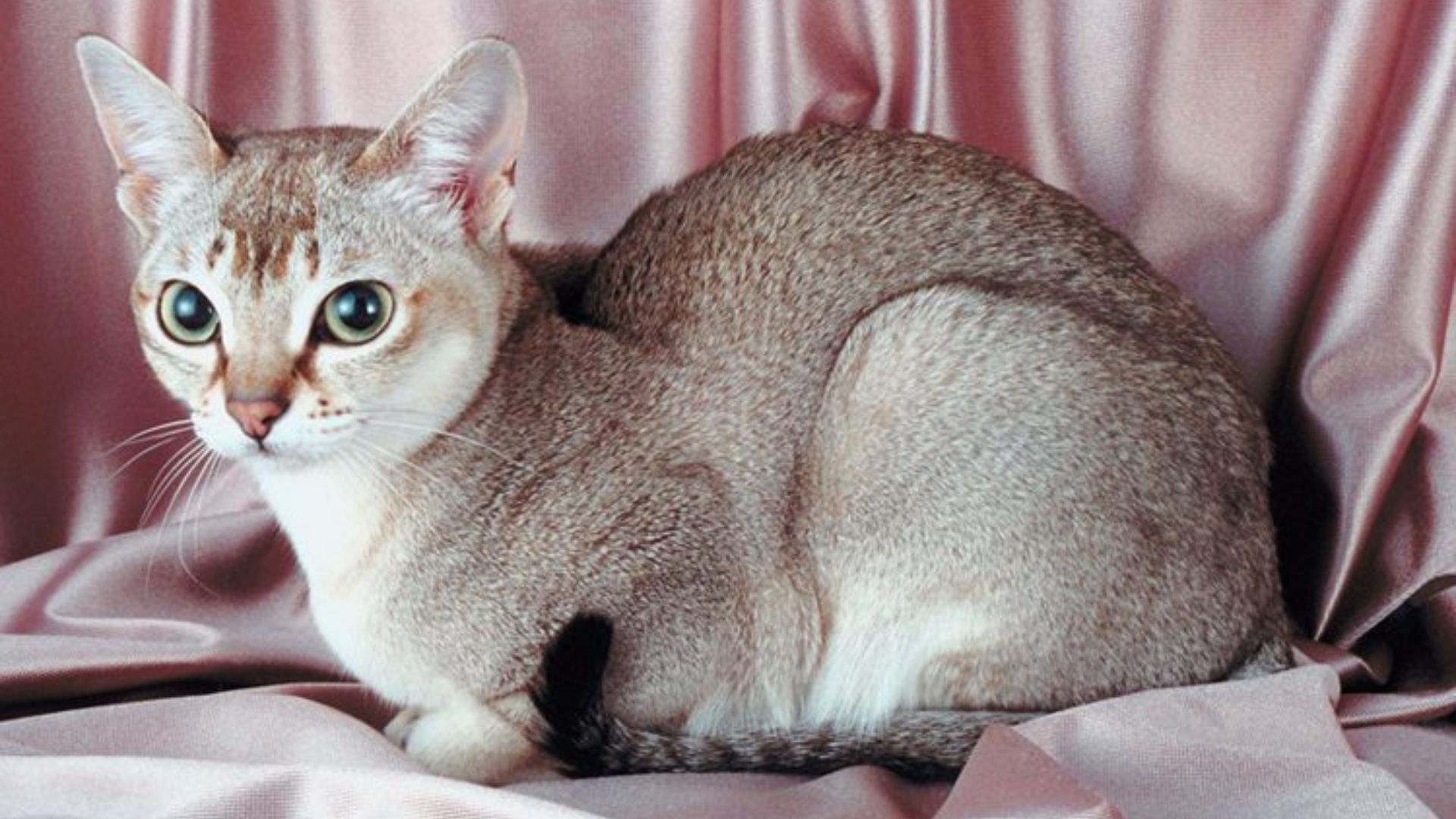 15 Types of Cat Breeds in India: Explore the Fascinating World Of ...